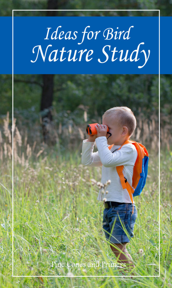 Bird Nature Study: the Ultimate Guide - pine cones and primers